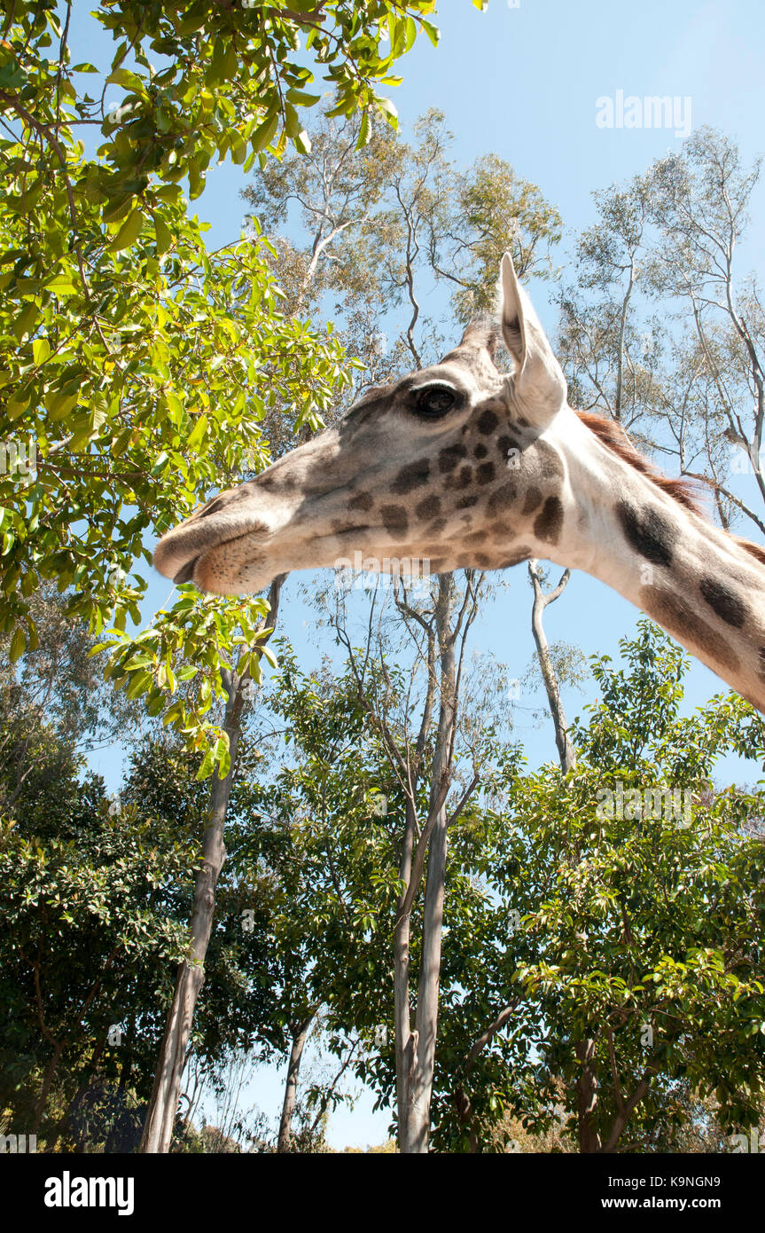 Giraffe at San Diego Zoo, Balboa Park, California, USA Stock Photo - Alamy