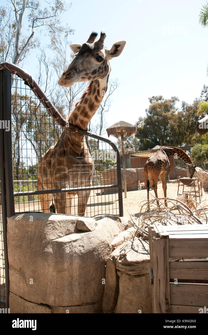 Giraffe at San Diego Zoo, Balboa Park, California, USA Stock Photo - Alamy