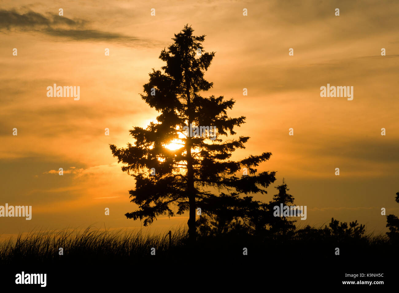 evergreen in the sunset Stock Photo - Alamy