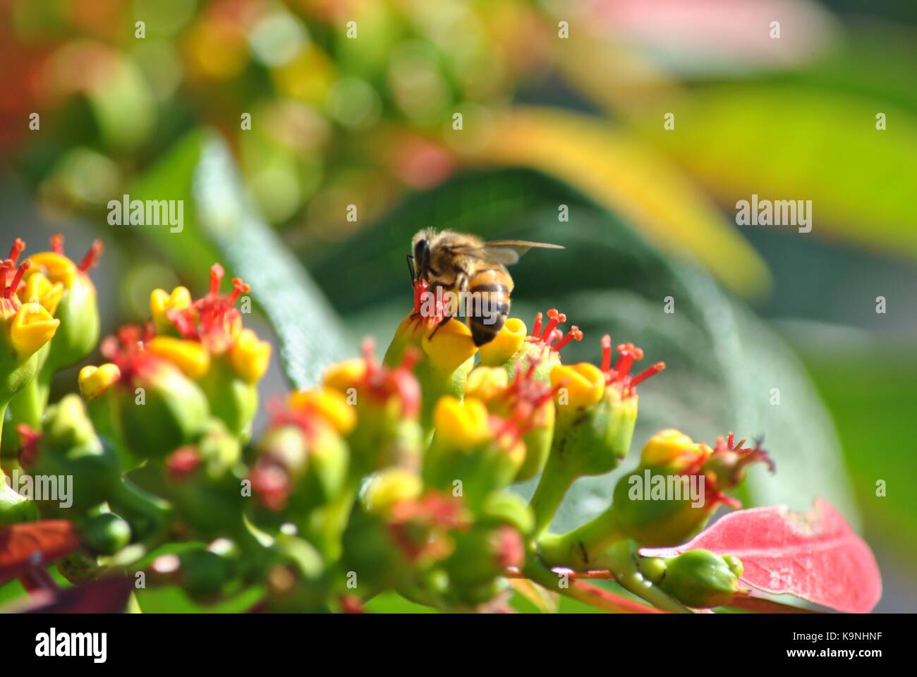 Work of the bee hi-res stock photography and images - Alamy