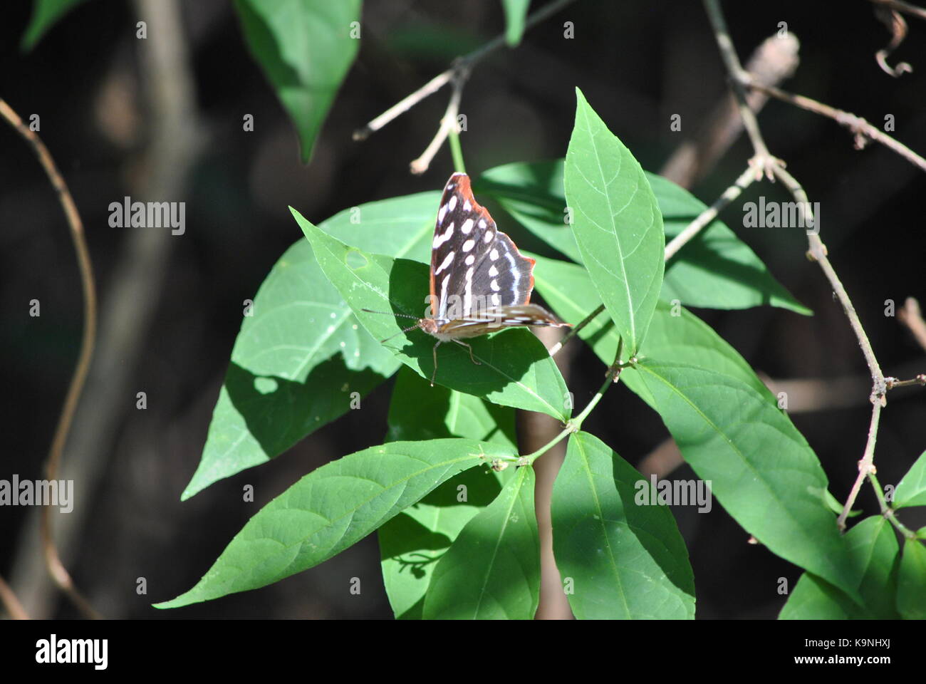 Brazil butterfly hi-res stock photography and images - Alamy