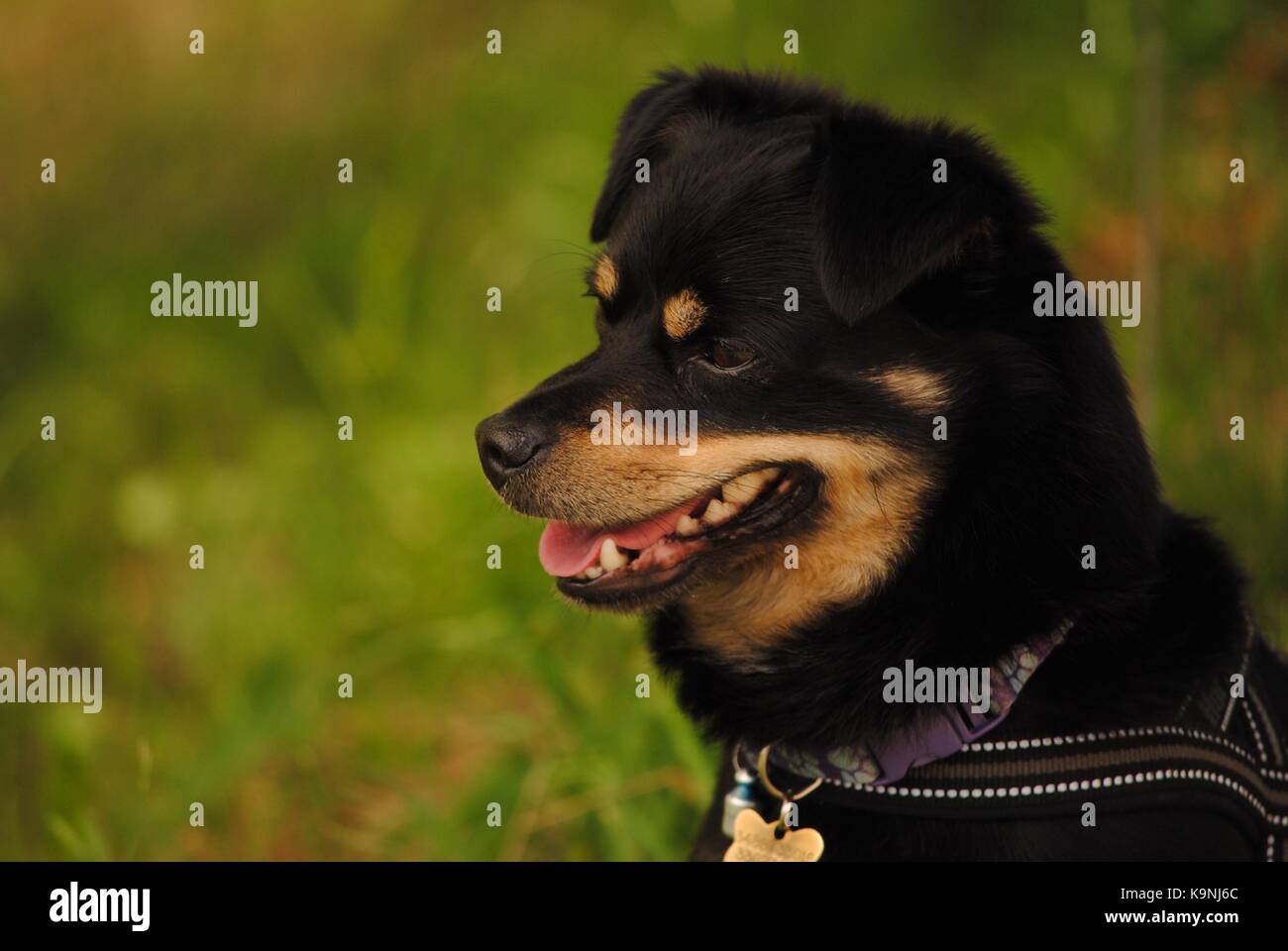 Doggy happy hi-res stock photography and images - Alamy