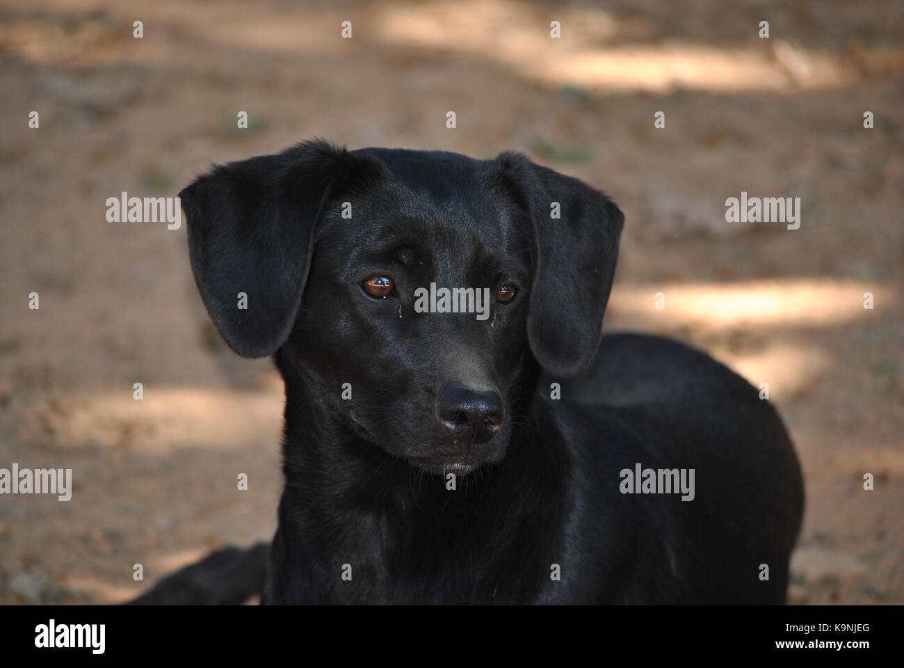 Portrait cute street dog hi-res stock photography and images - Alamy