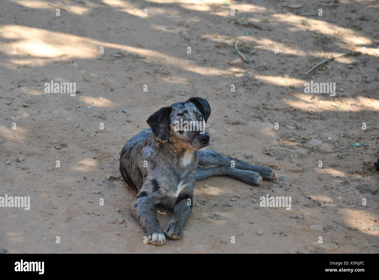 Happy doggy hi-res stock photography and images - Alamy