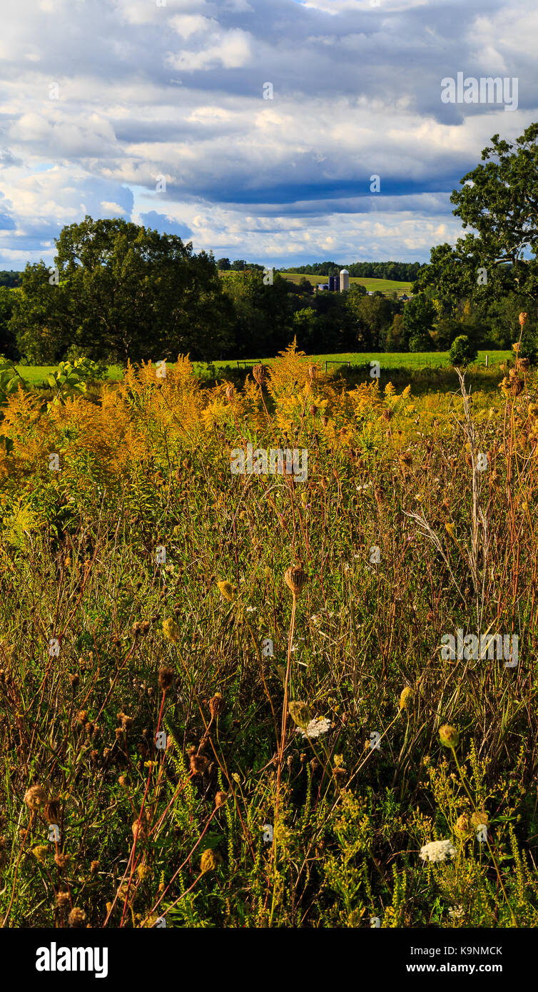 Claverack NY area in the Hudson Valley looking at trees, rolling hills ...
