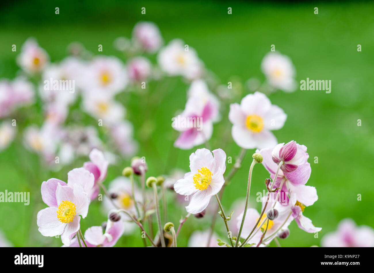 Pale pink flower Japanese anemone, close-up. Note: Shallow depth Stock ...