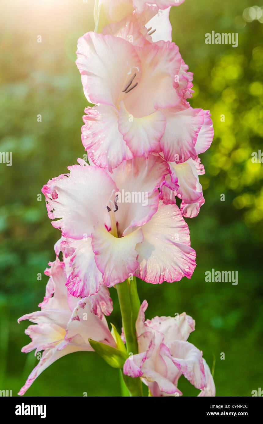 Light pink gladiolus flower, close-up Stock Photo - Alamy