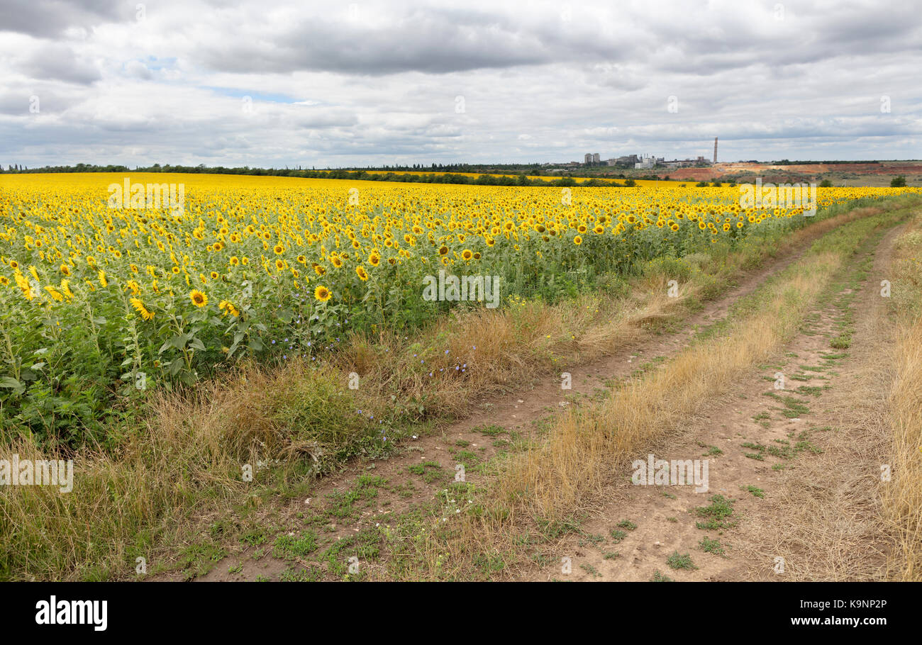 Rural landscape of empty road near sunflower field at summer day Stock ...