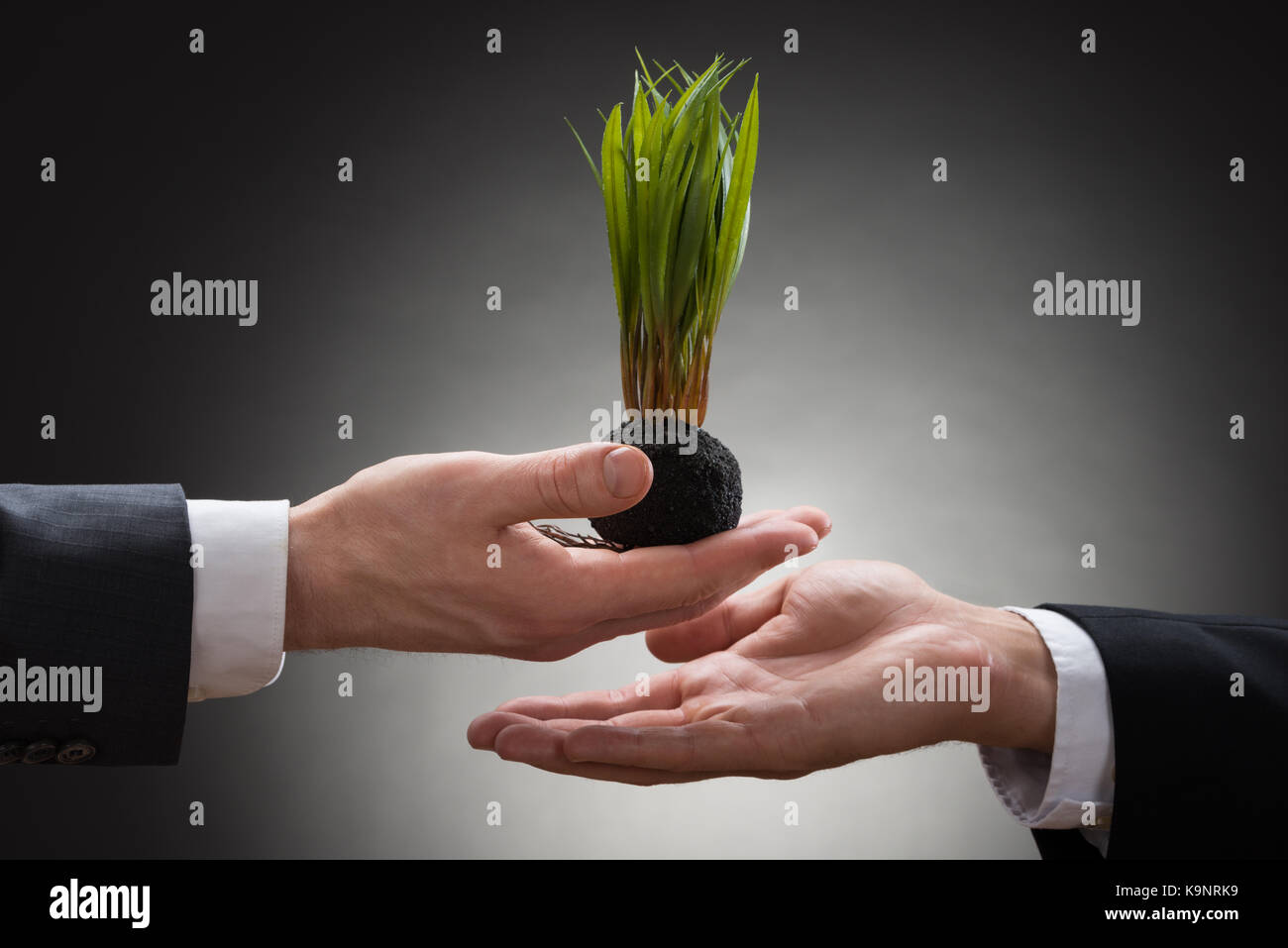 Close-up Of Businessperson Hand Giving Sapling To The Businessman Hand ...