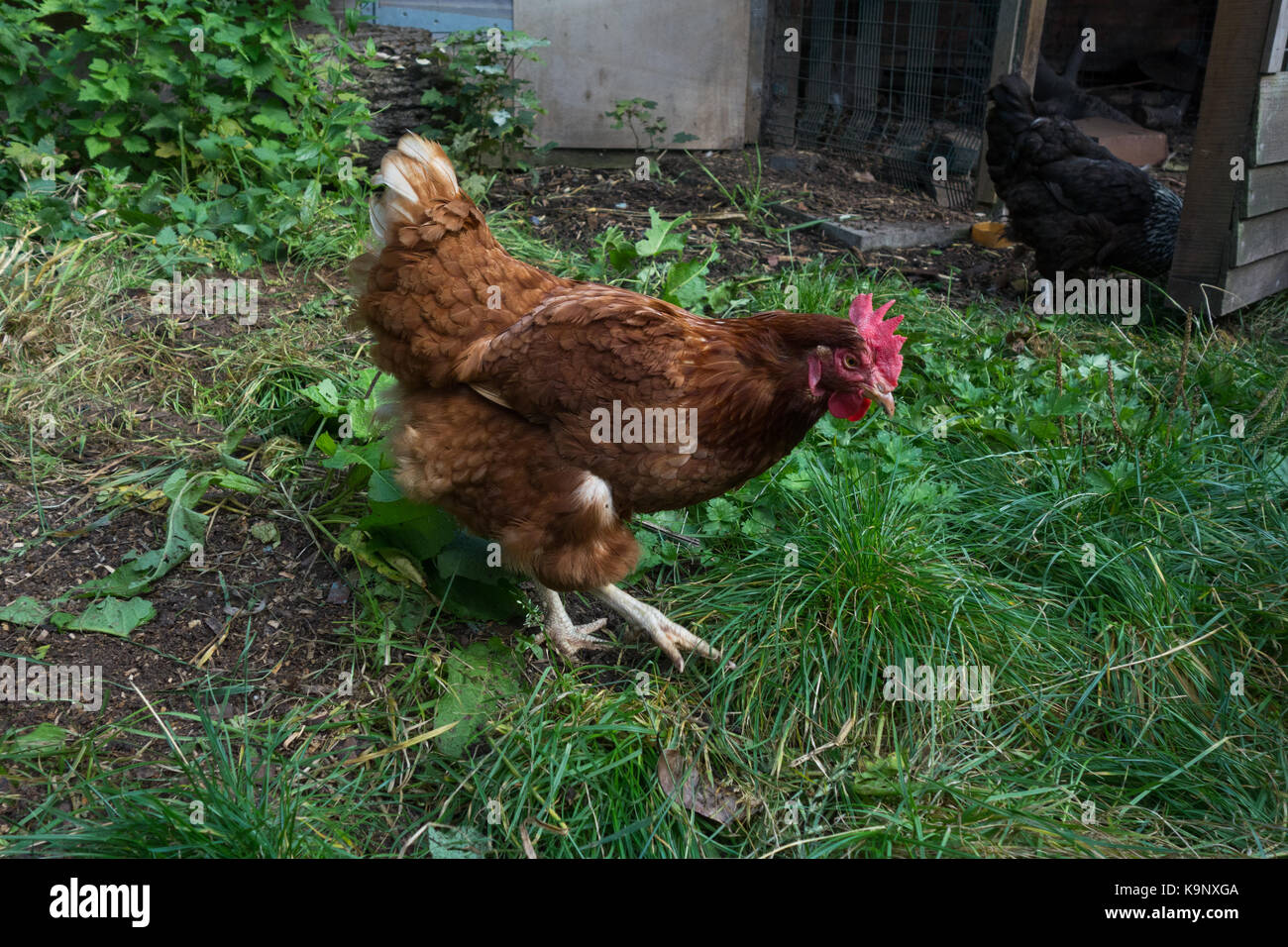 Brown chickens uk free range hi-res stock photography and images - Alamy