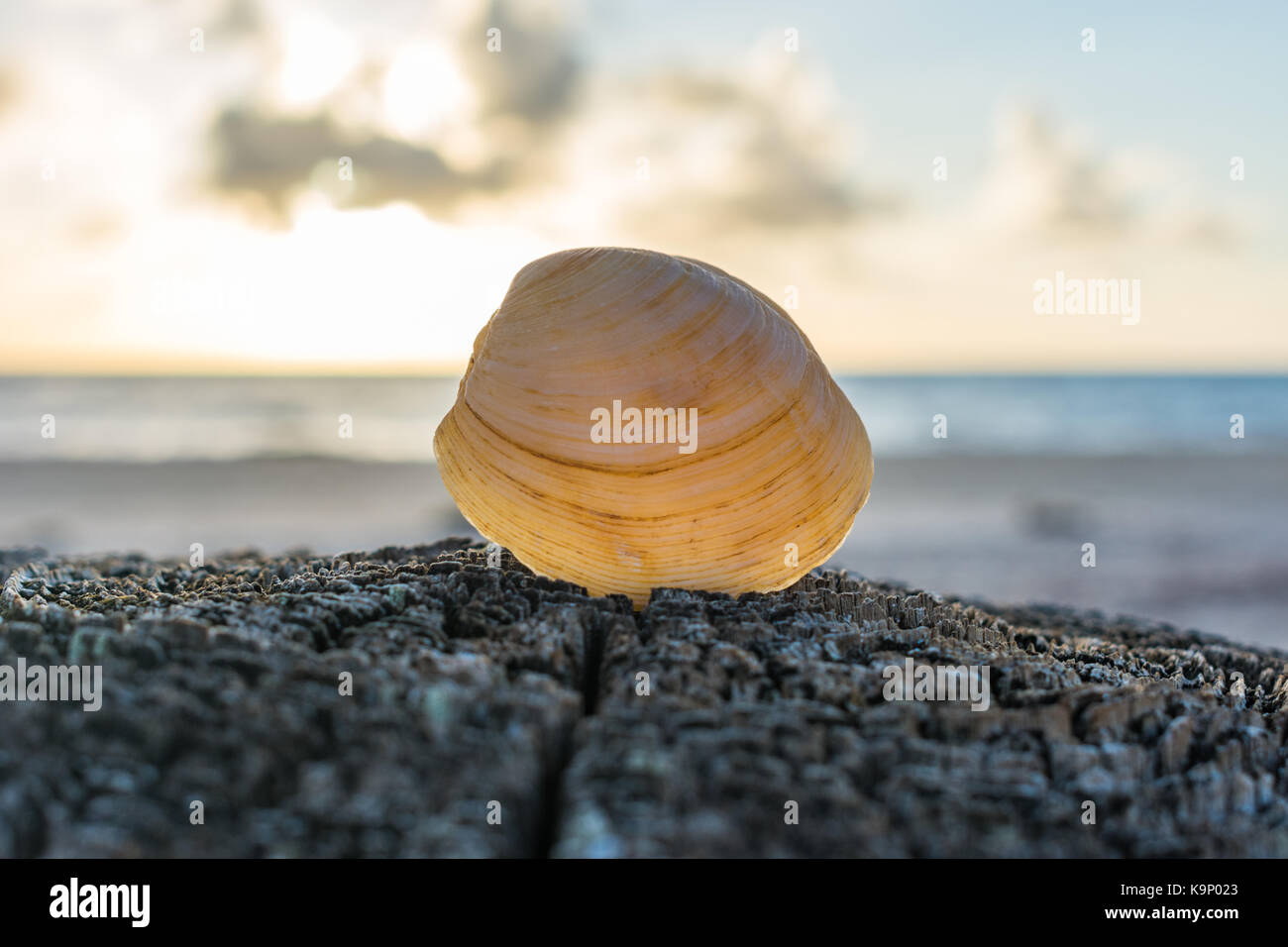 close up of seashell on the beach with the early morning sun in the ...