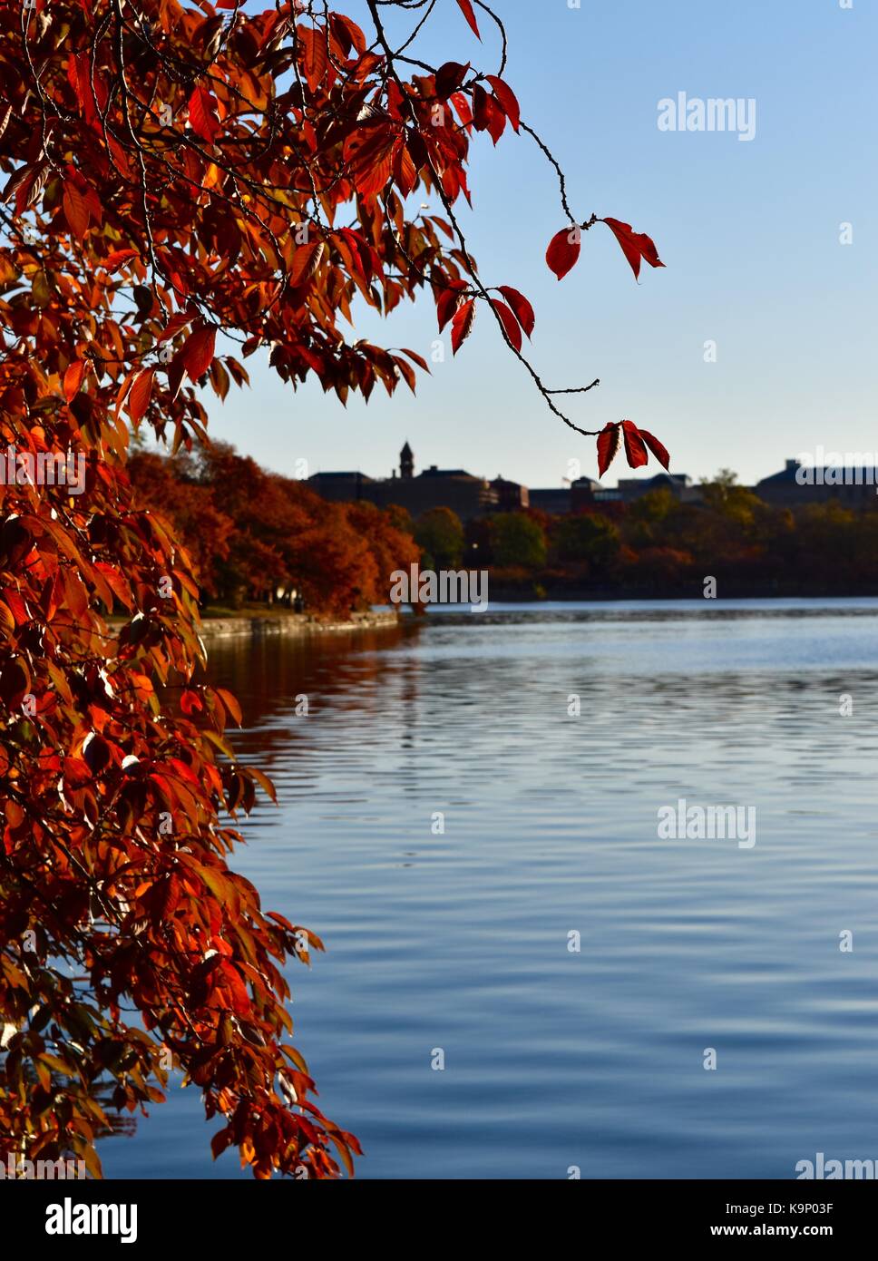 red leaves by the Tidal basin Stock Photo - Alamy