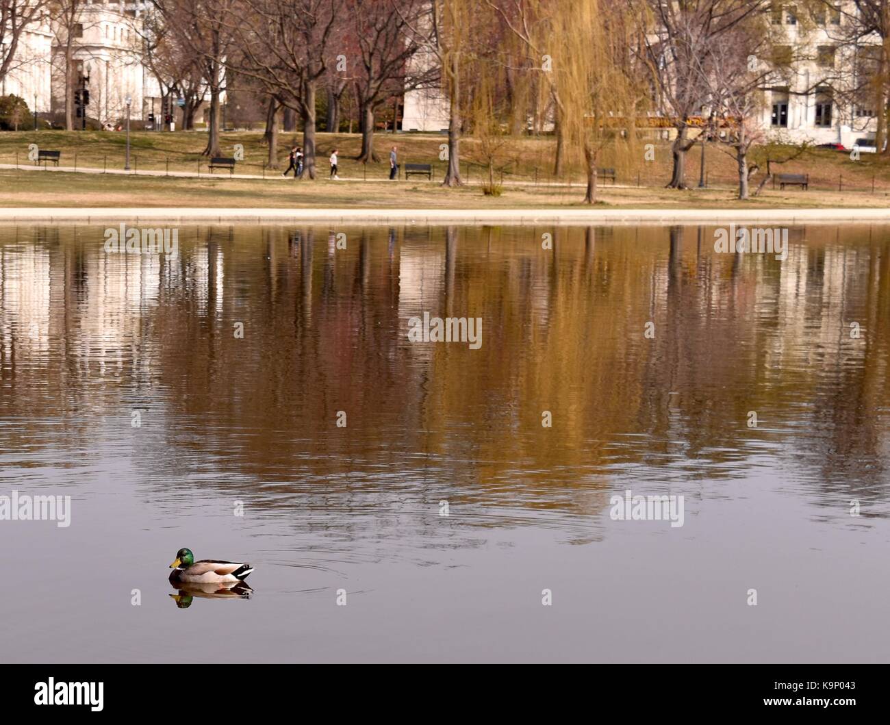 Dc duck hi-res stock photography and images - Alamy