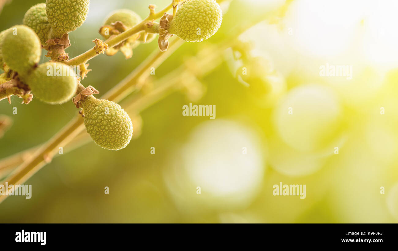 Green small longan fruit on the branch in summer with natural sunlight ...