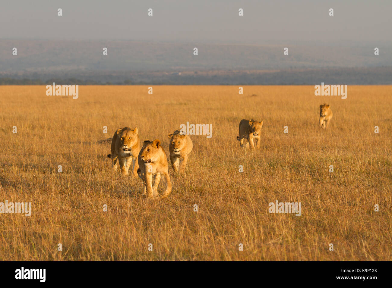 Lions of Maasai Mara Stock Photo - Alamy