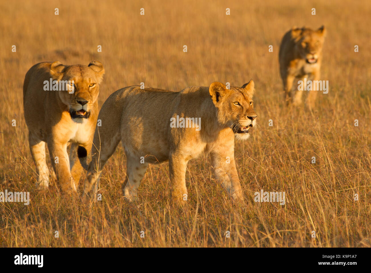Lions of Maasai Mara Stock Photo - Alamy