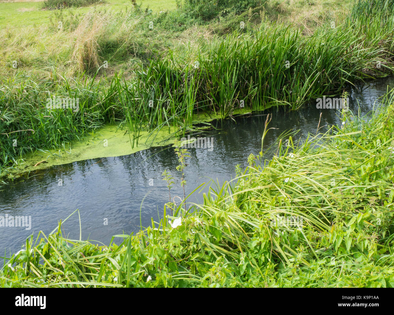 Streamside hi-res stock photography and images - Alamy