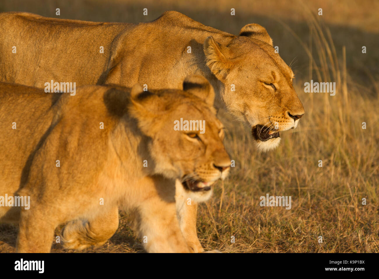 Lions of Maasai Mara Stock Photo - Alamy