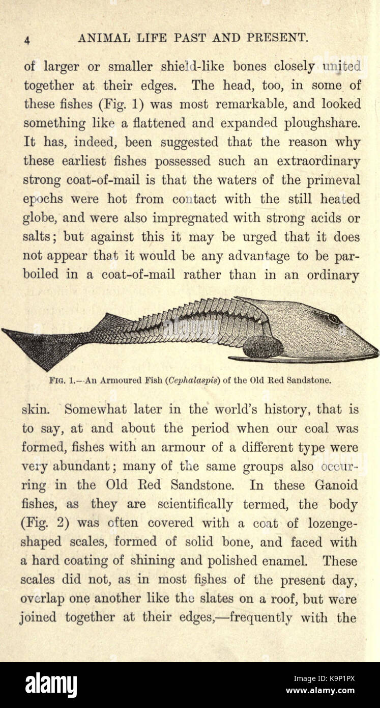 Phases of animal life, past and present (Page 4) BHL19121829 Stock ...