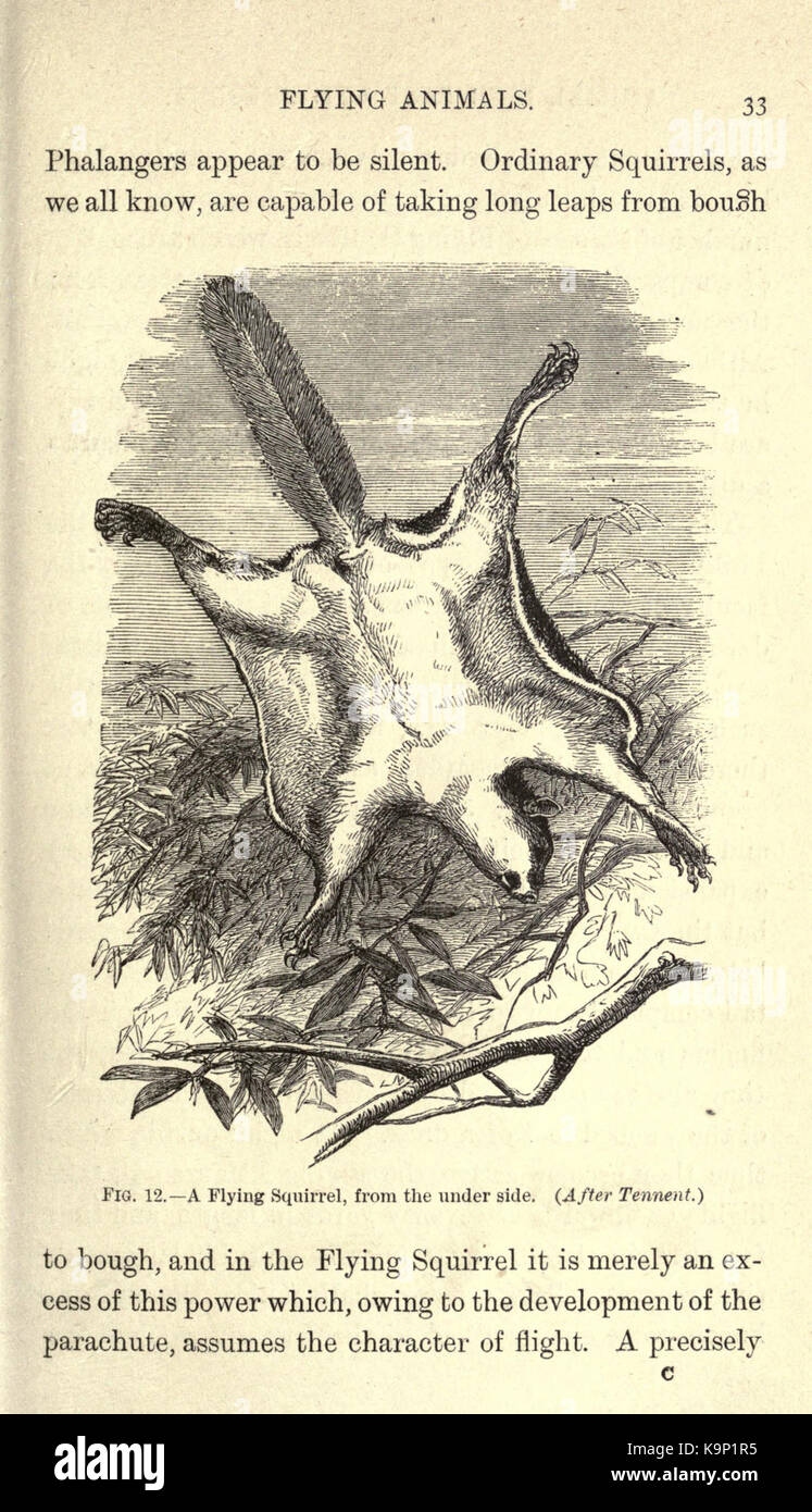 Phases of animal life, past and present (Page 33) BHL19121818 Stock ...