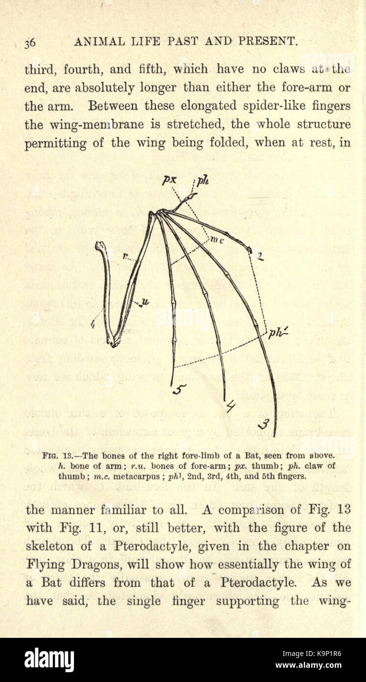 Phases of animal life, past and present (Page 36) BHL19121821 Stock ...