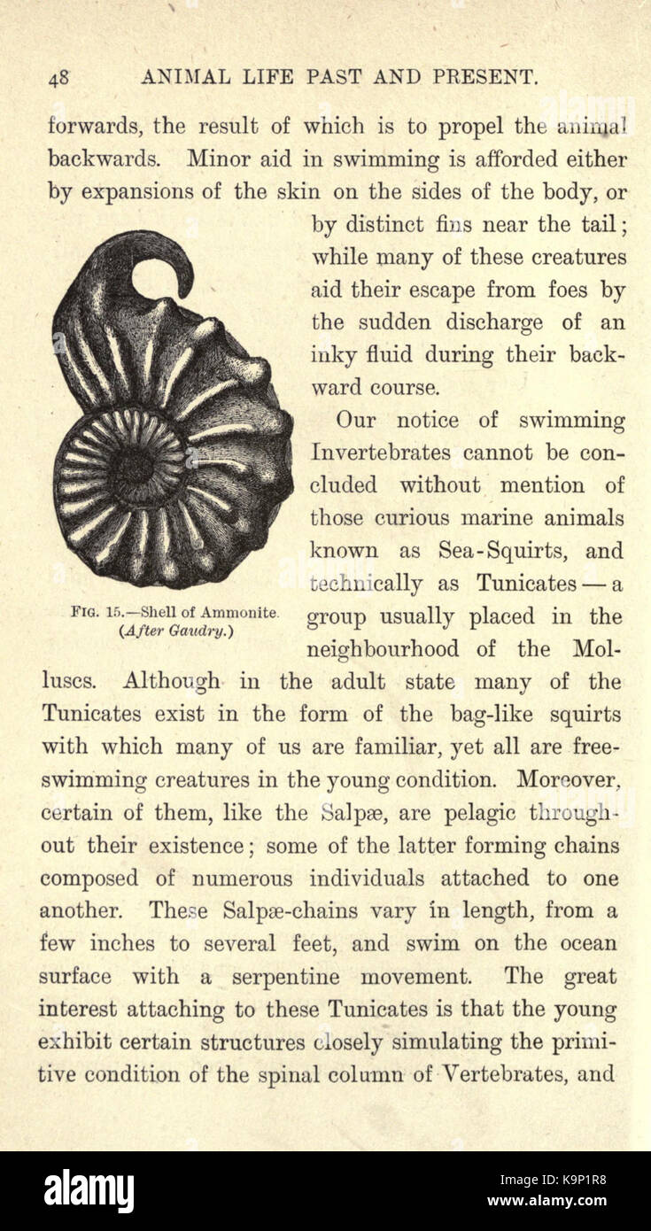 Phases of animal life, past and present (Page 48) BHL19121852 Stock ...