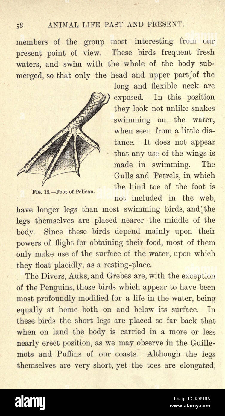 Phases of animal life, past and present (Page 58) BHL19121862 Stock ...