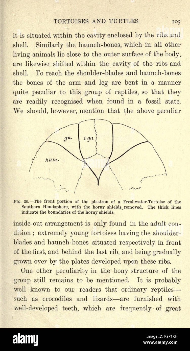 Phases of animal life, past and present (Page 105) BHL19121909 Stock ...