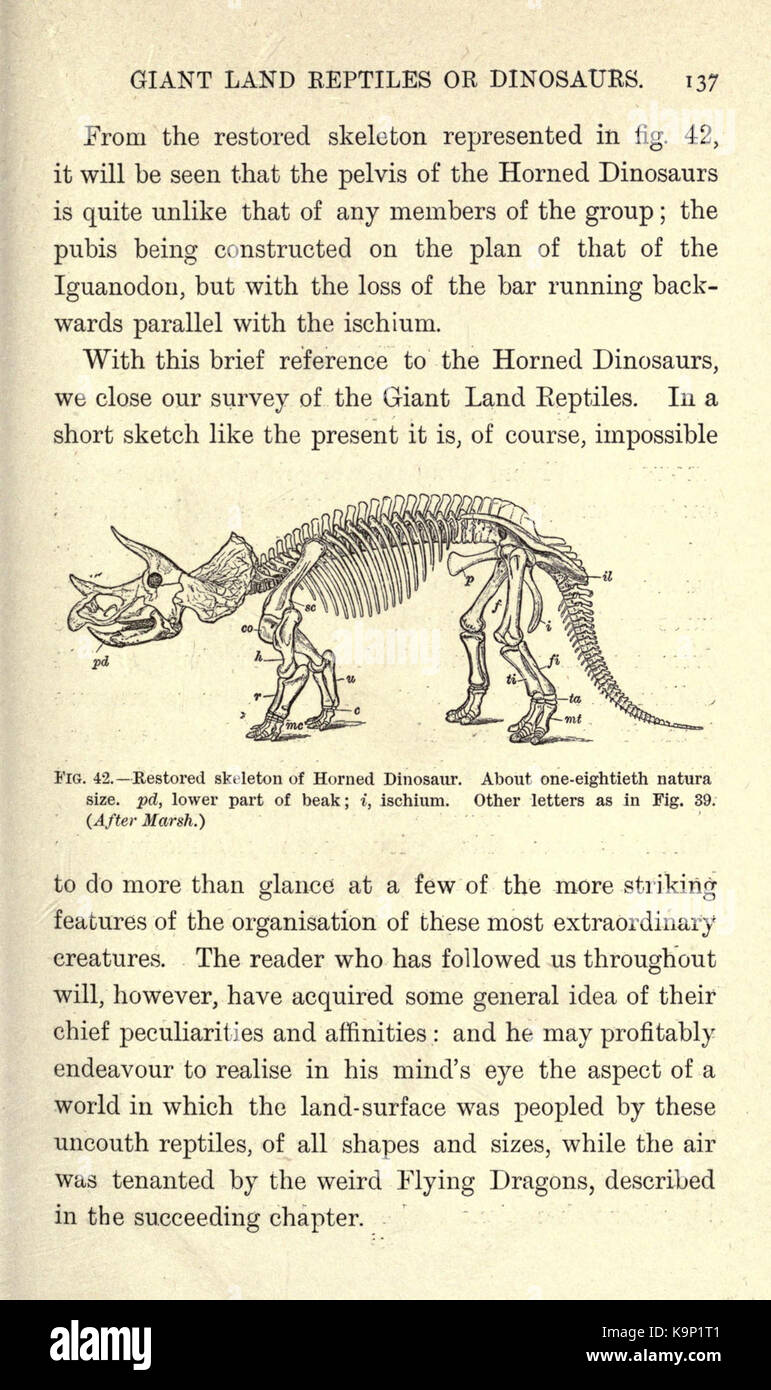 Phases of animal life, past and present (Page 137) BHL19121941 Stock ...