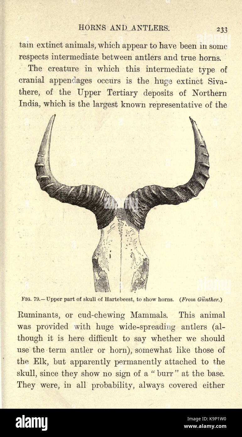 Phases of animal life, past and present (Page 233) BHL19122037 Stock ...