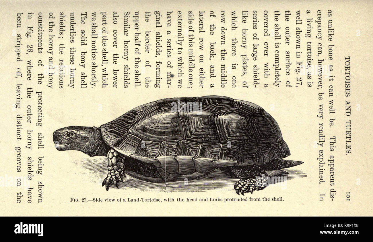 Past life animal hi-res stock photography and images - Alamy