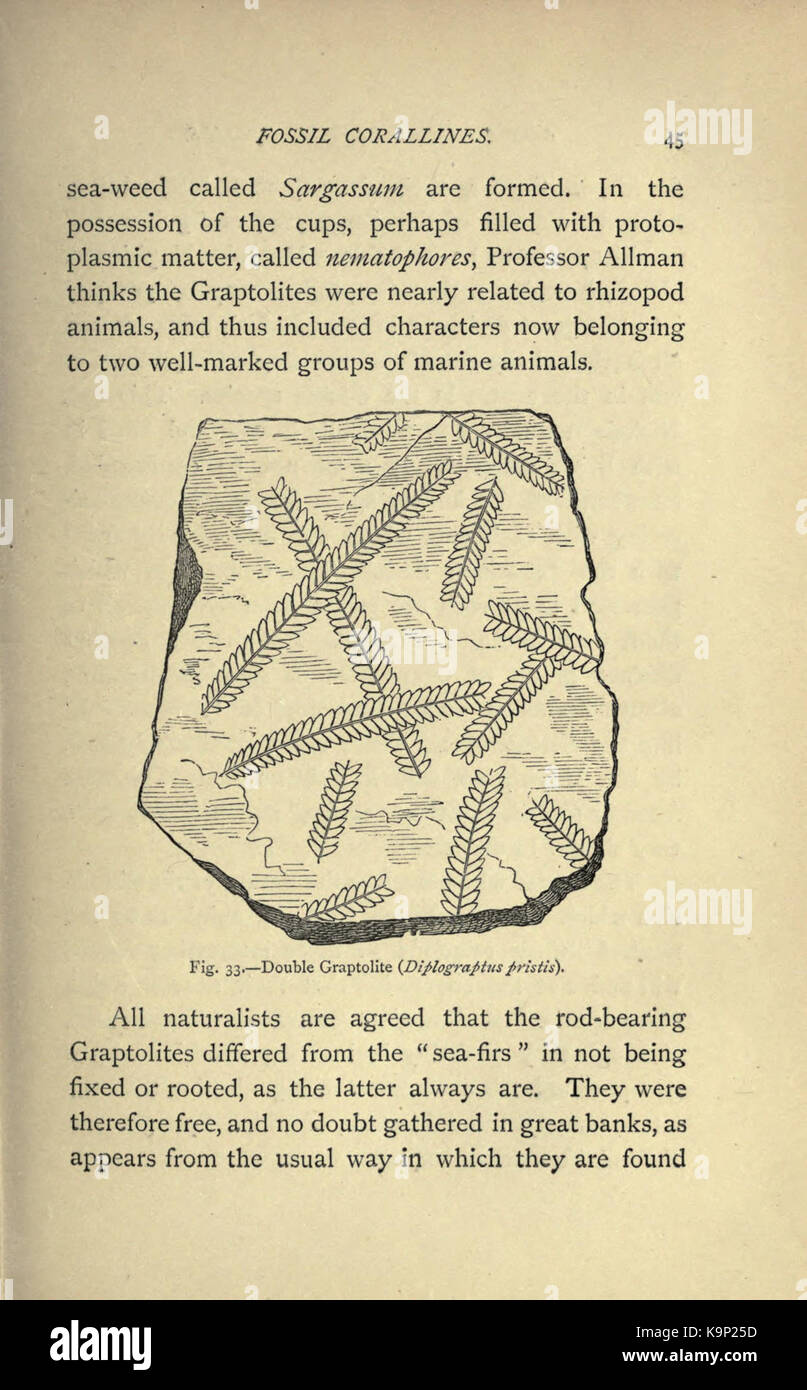 Our common British fossils and where to find them (Page 45) BHL22164801 ...