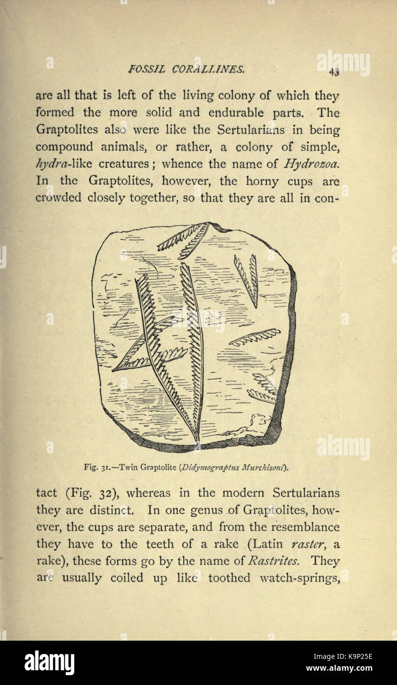 Our common British fossils and where to find them (Page 43) BHL22164799 ...