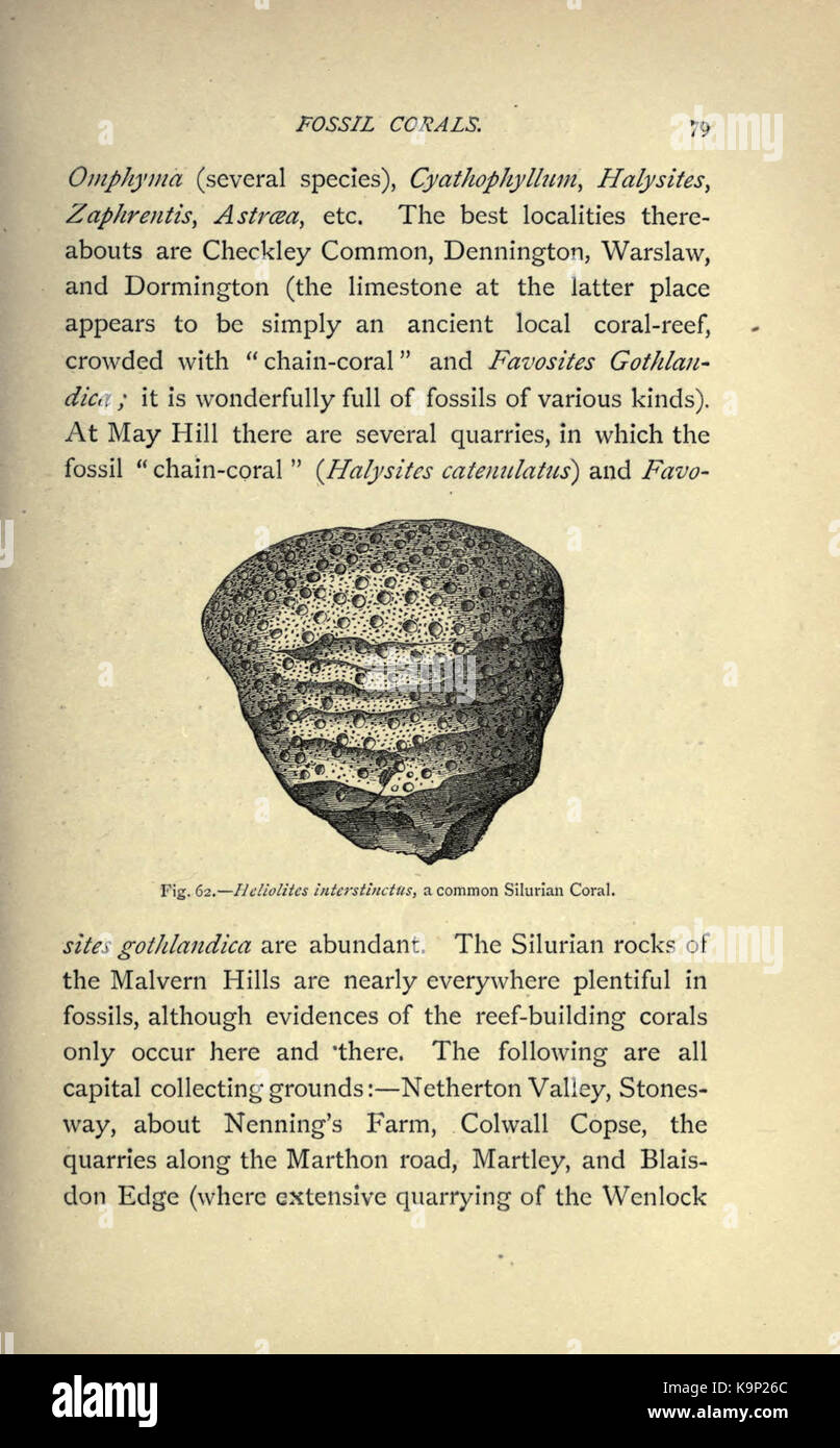 Our common British fossils and where to find them (Page 79) BHL22164835 ...