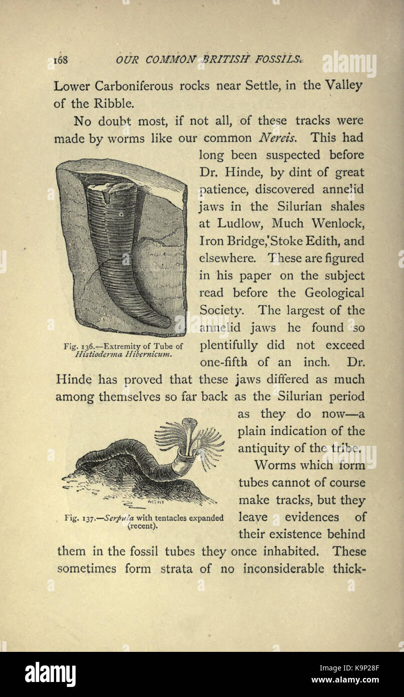 Fossil guide hi-res stock photography and images - Alamy