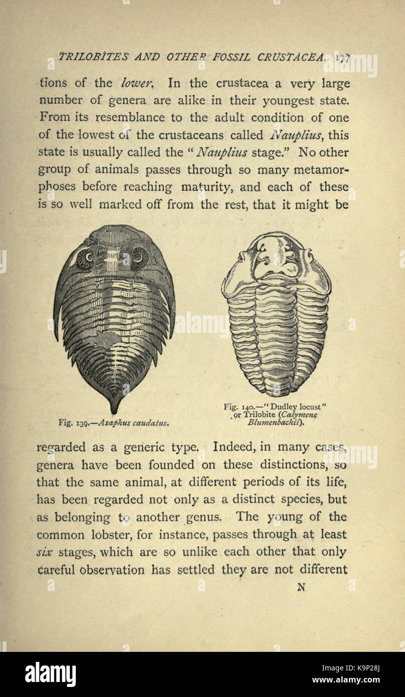 Our common British fossils and where to find them (Page 177 ...