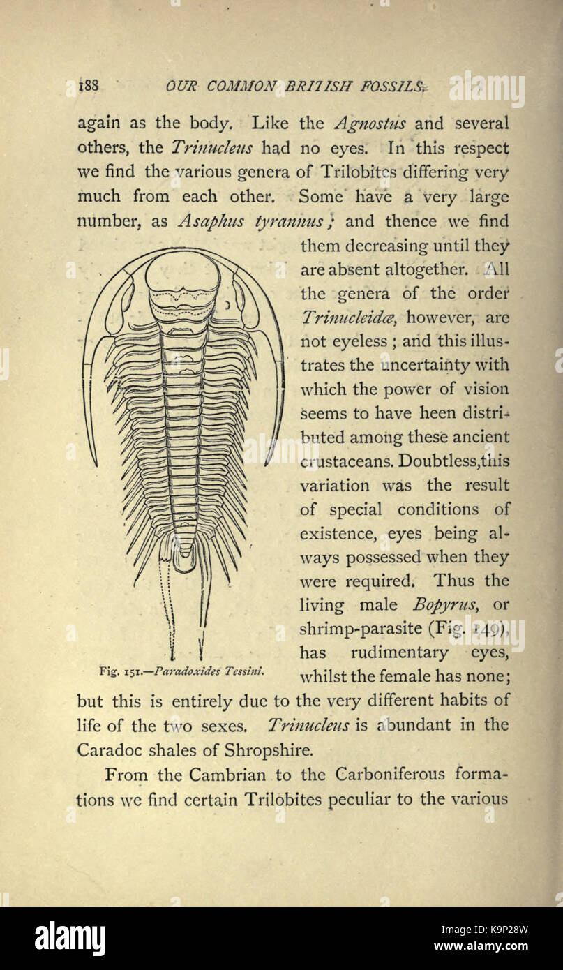 Our common British fossils and where to find them (Page 188 ...