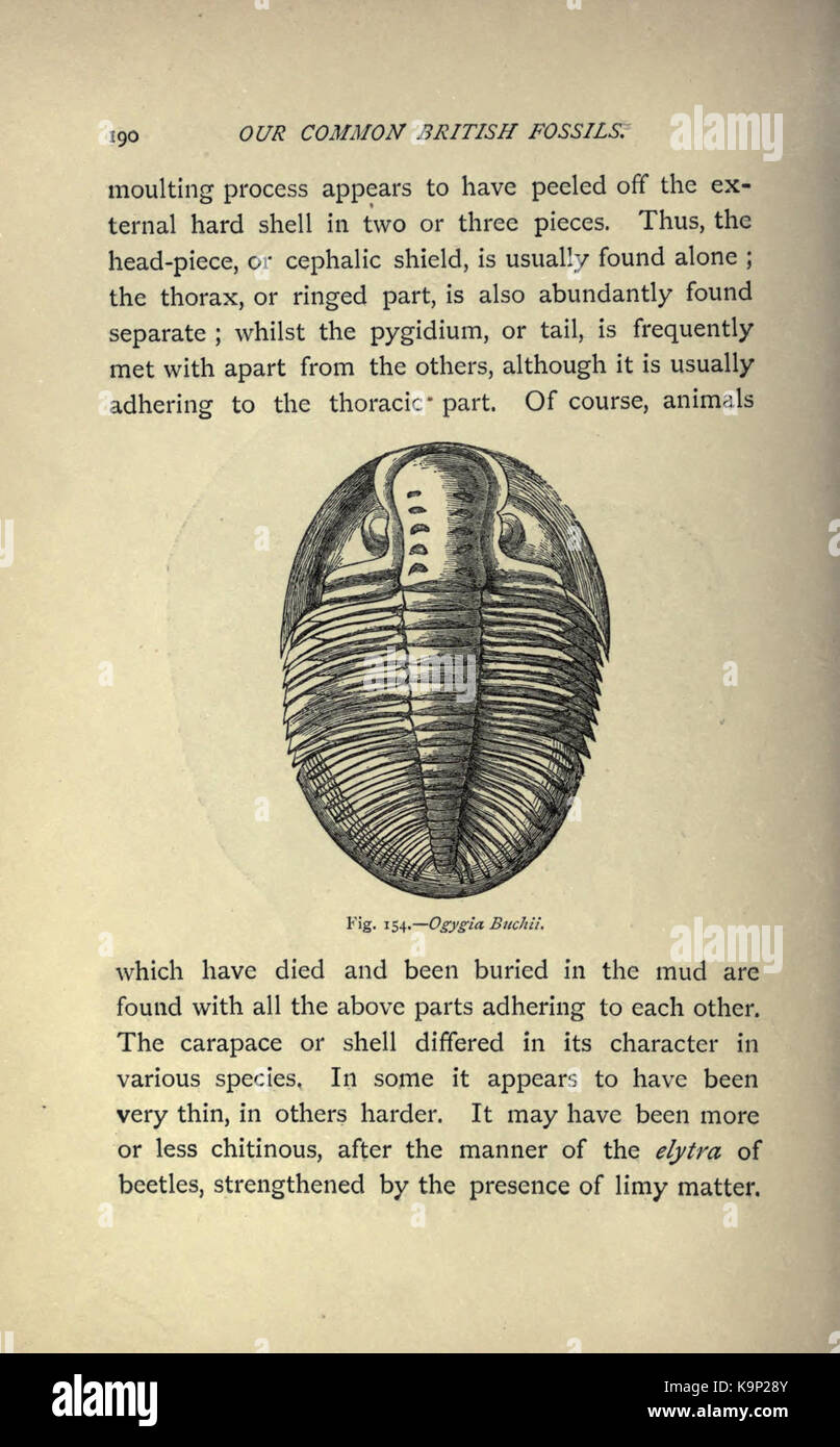 Our common British fossils and where to find them (Page 190 ...