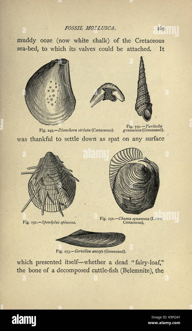 Our common British fossils and where to find them (Page 269 ...
