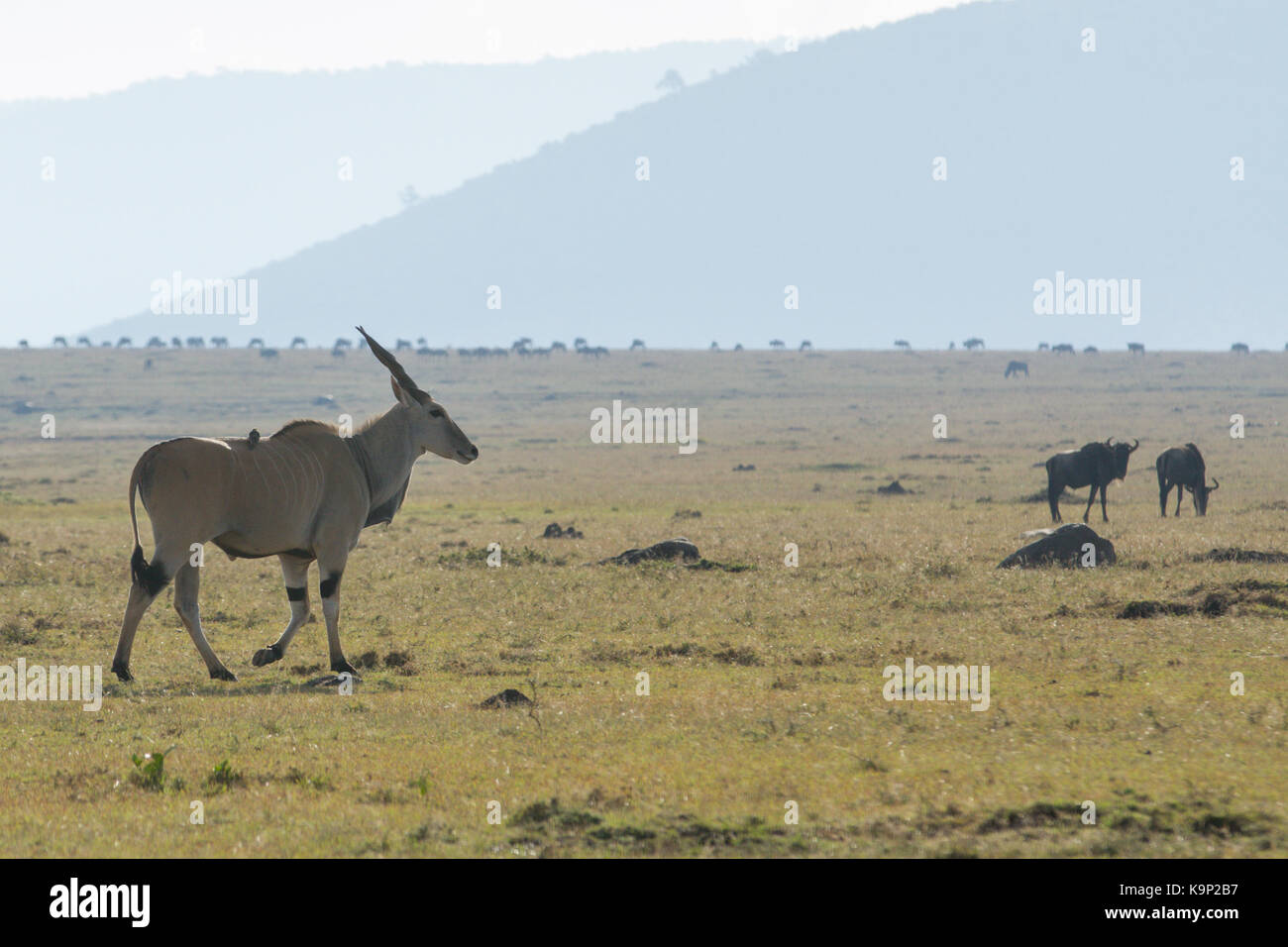 Eland migration hi-res stock photography and images - Alamy