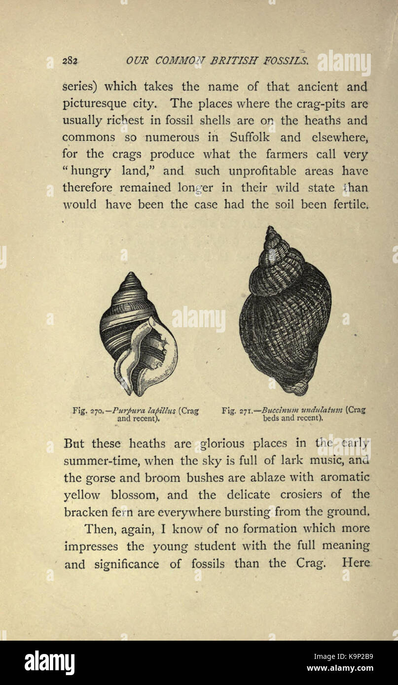 Our common British fossils and where to find them (Page 282 ...
