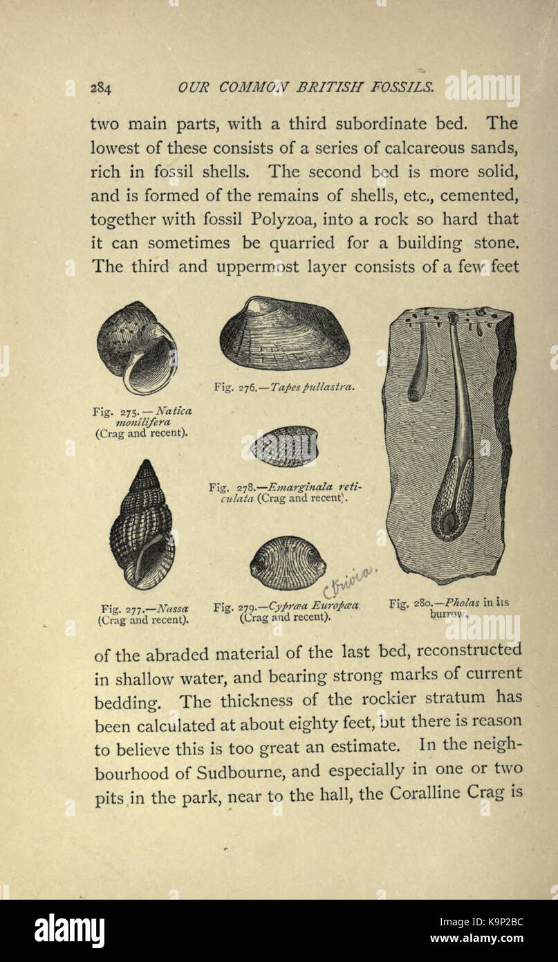 Our common British fossils and where to find them (Page 284 ...