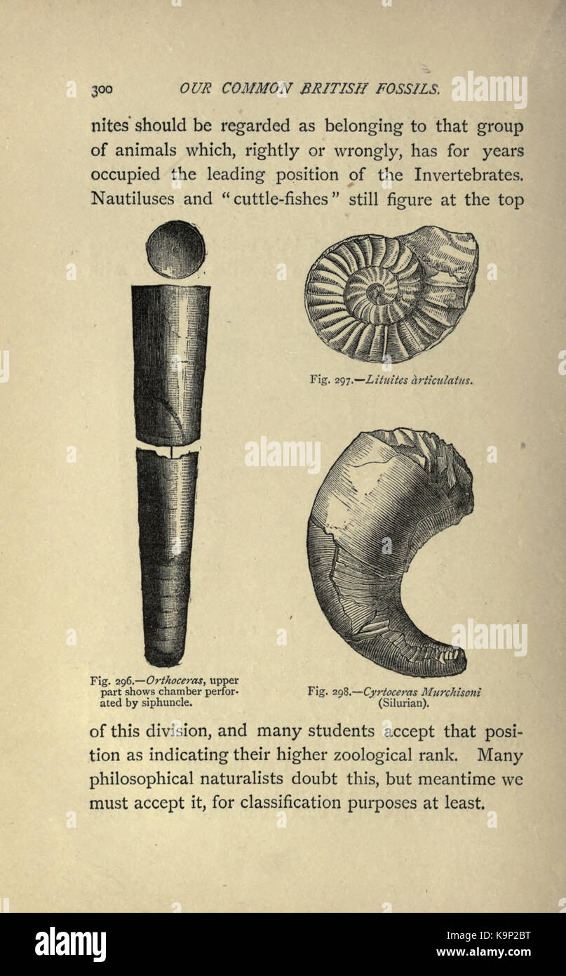 Our common British fossils and where to find them (Page 300 ...