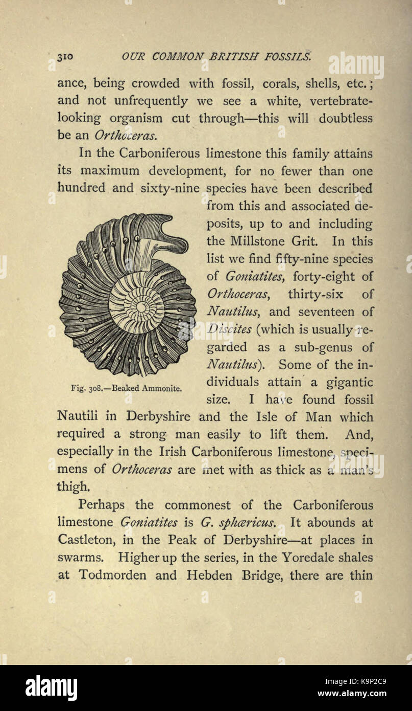 Identifying fossils hi-res stock photography and images - Alamy