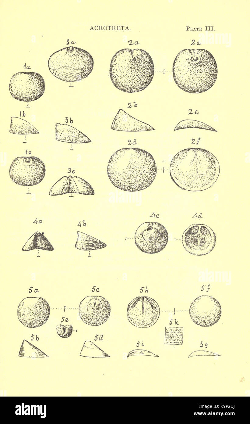Report on the Cambrian rocks of Cape Breton BHL19359274 Stock Photo - Alamy