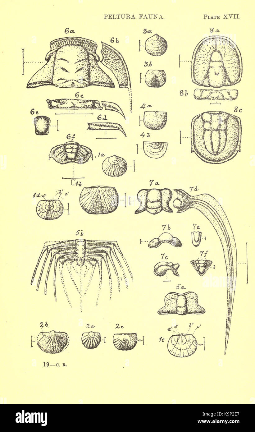 Report on the Cambrian rocks of Cape Breton BHL19359302 Stock Photo - Alamy