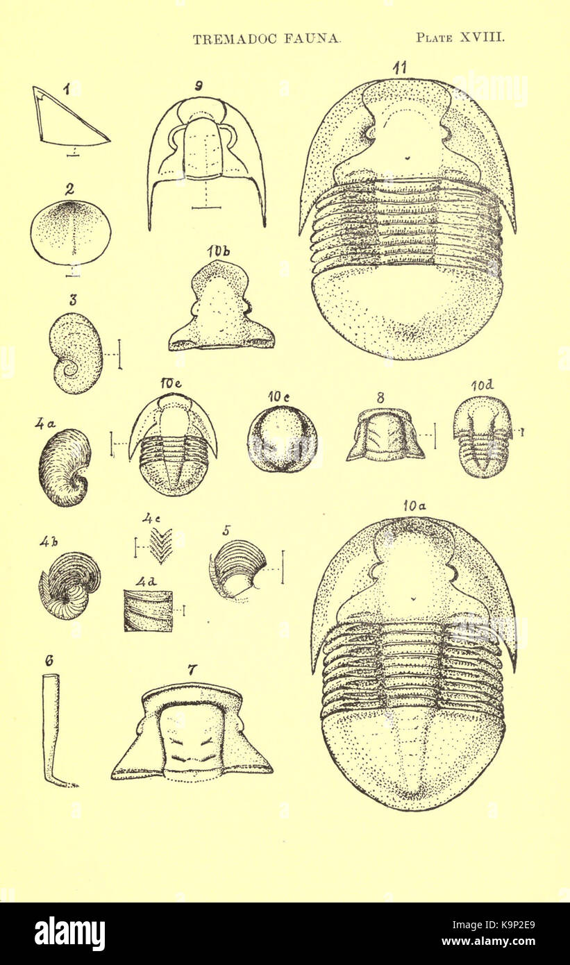 Report on the Cambrian rocks of Cape Breton BHL19359304 Stock Photo - Alamy