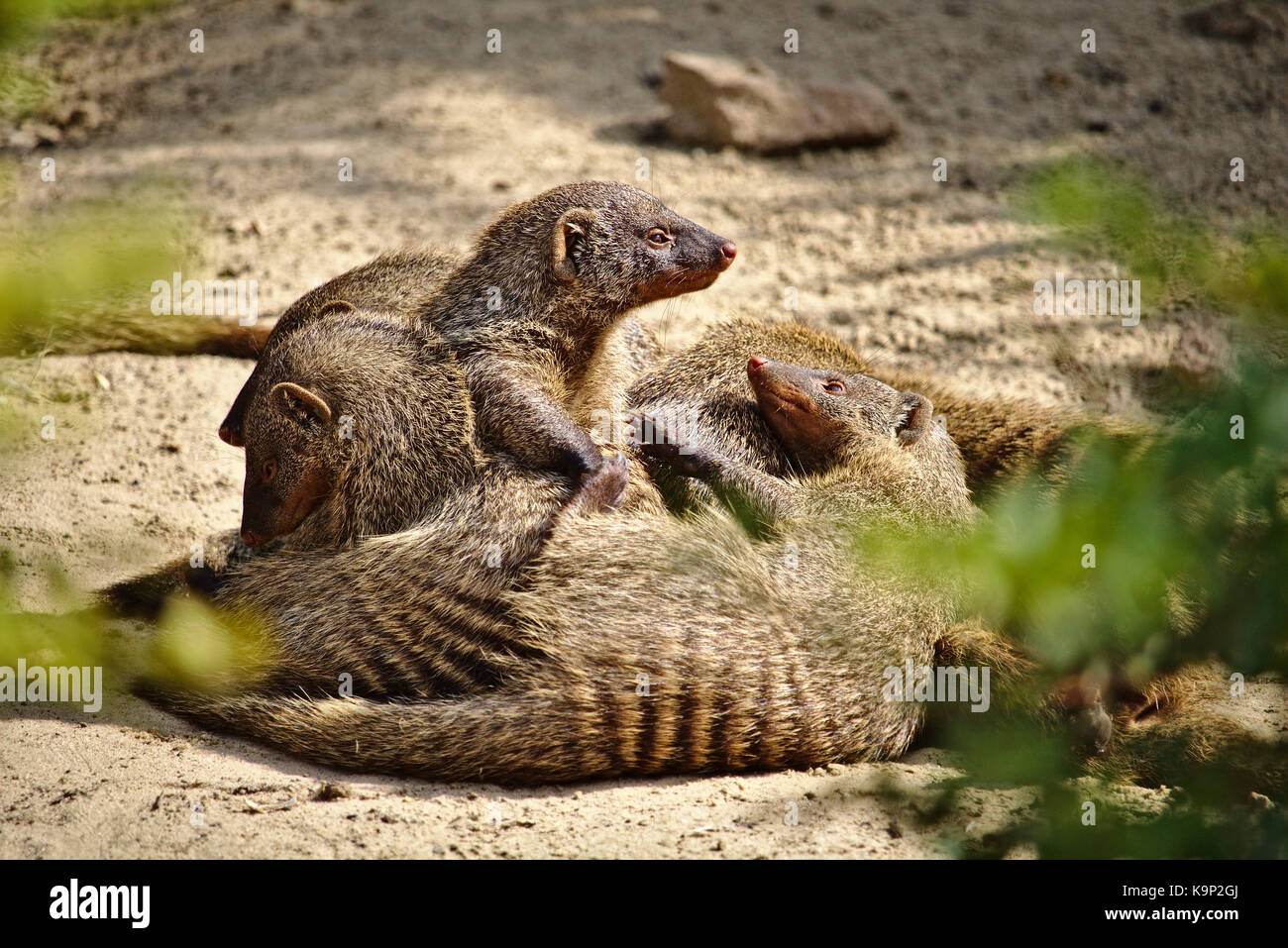 Family of six banded mongooses huddled together in the hot desert sand ...