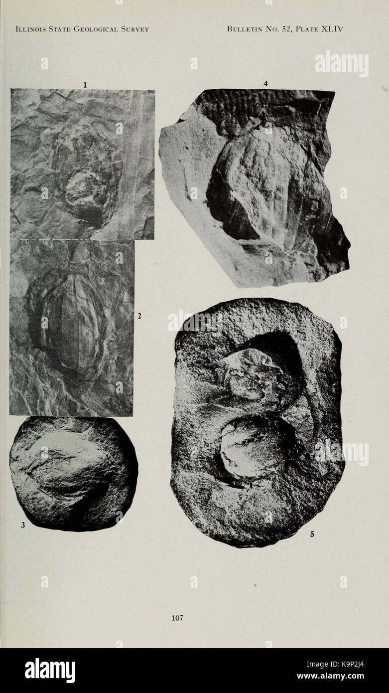 Flora illinois map hi-res stock photography and images - Alamy