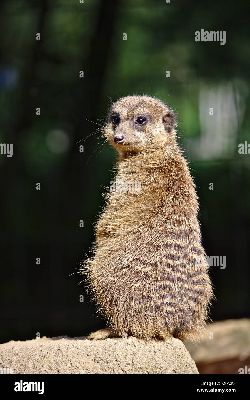 Meerkat sitting upright guarding its colony Stock Photo - Alamy